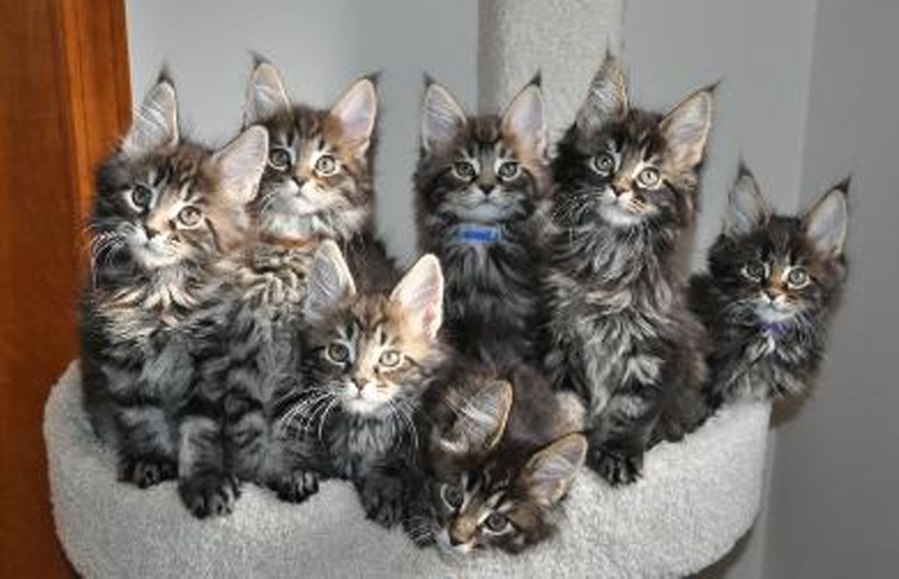 Kennedy's Animal Clinic | Best Veterinary Hospital In Raytown, MO