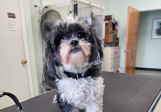 Pet Grooming In Raytown, MO | Kennedy's Animal Clinic
