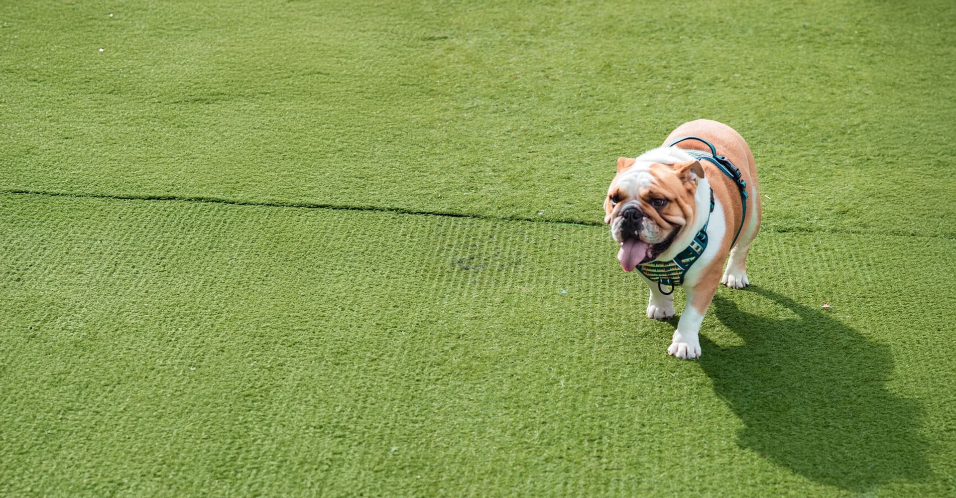 Kennedy's Animal Clinic | Best Veterinary Hospital In Raytown, MO